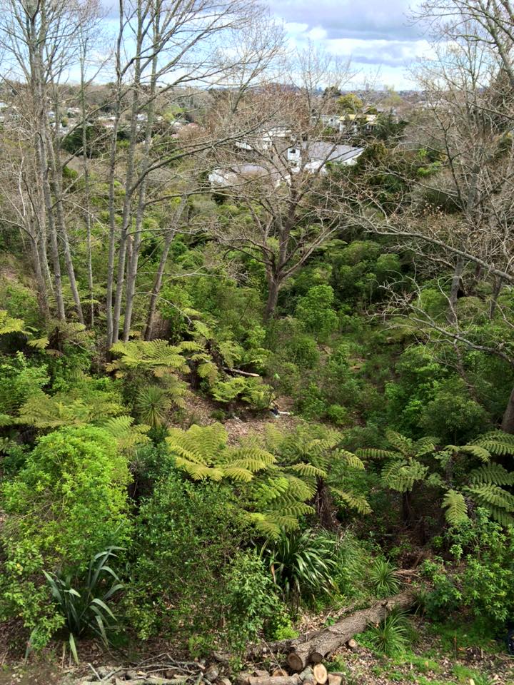Clean-Up Day in the Pourewa Valley | Meadowbank and St Johns Residents ...